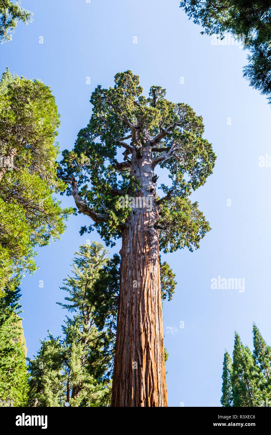 Giant sequoia burn hi-res stock photography and images - Alamy