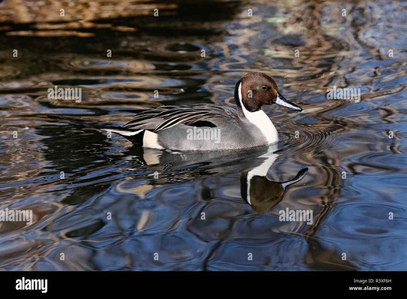 Male Pintail in breeding plumage, Anas acuta, Florida Stock Photo - Alamy