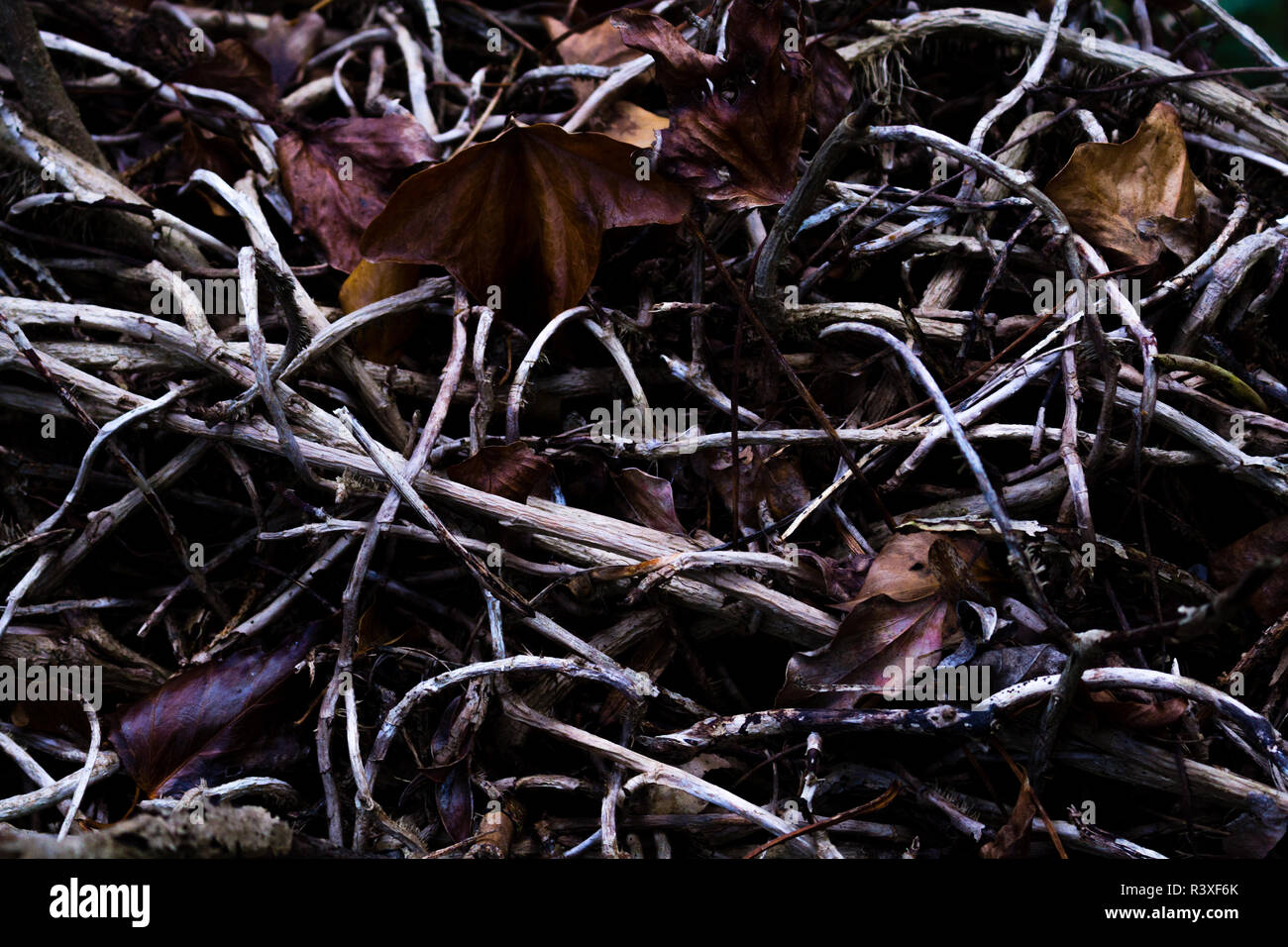 Tangled leaves hi-res stock photography and images - Alamy