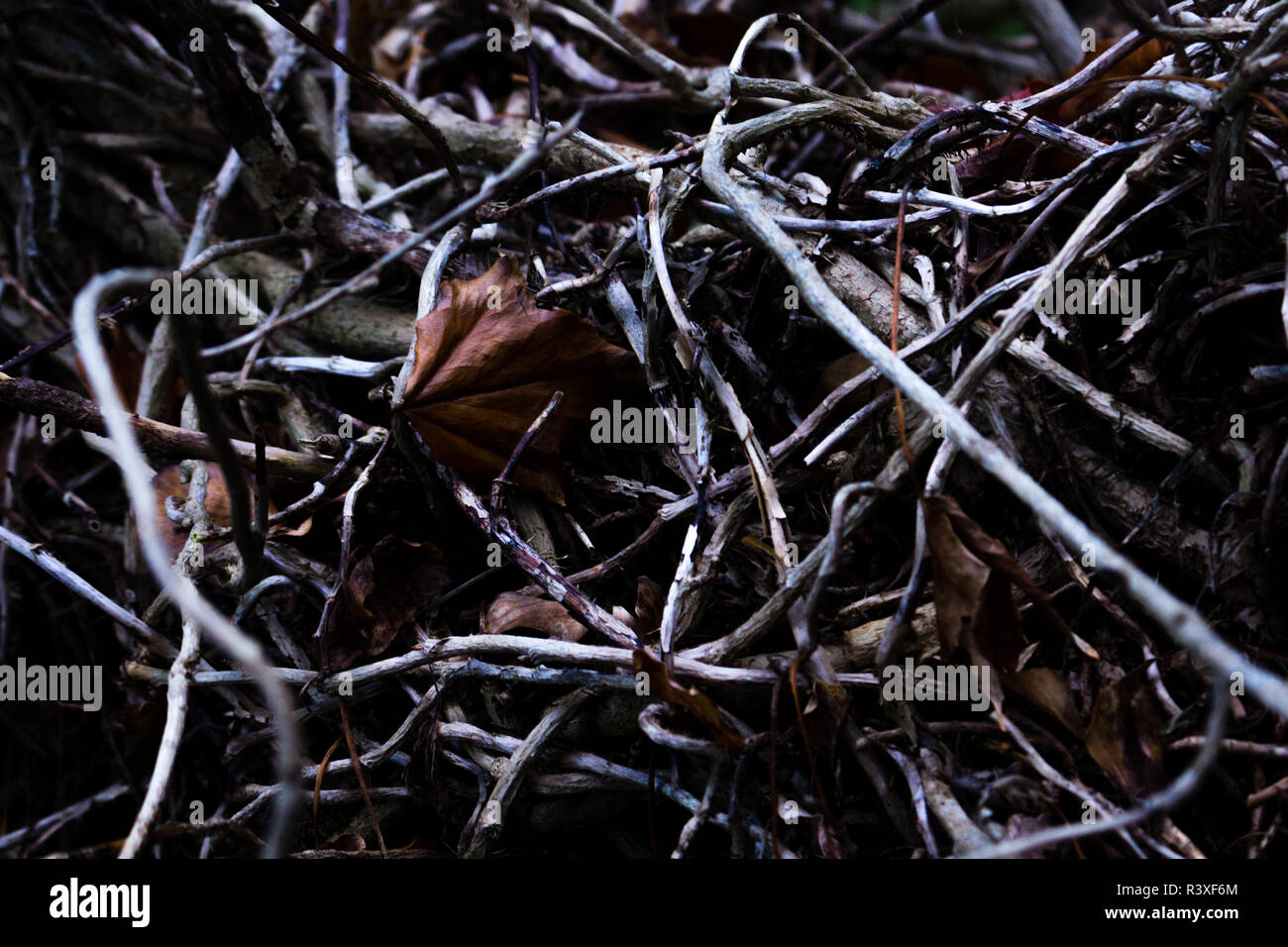 Tangled branches hi-res stock photography and images - Alamy