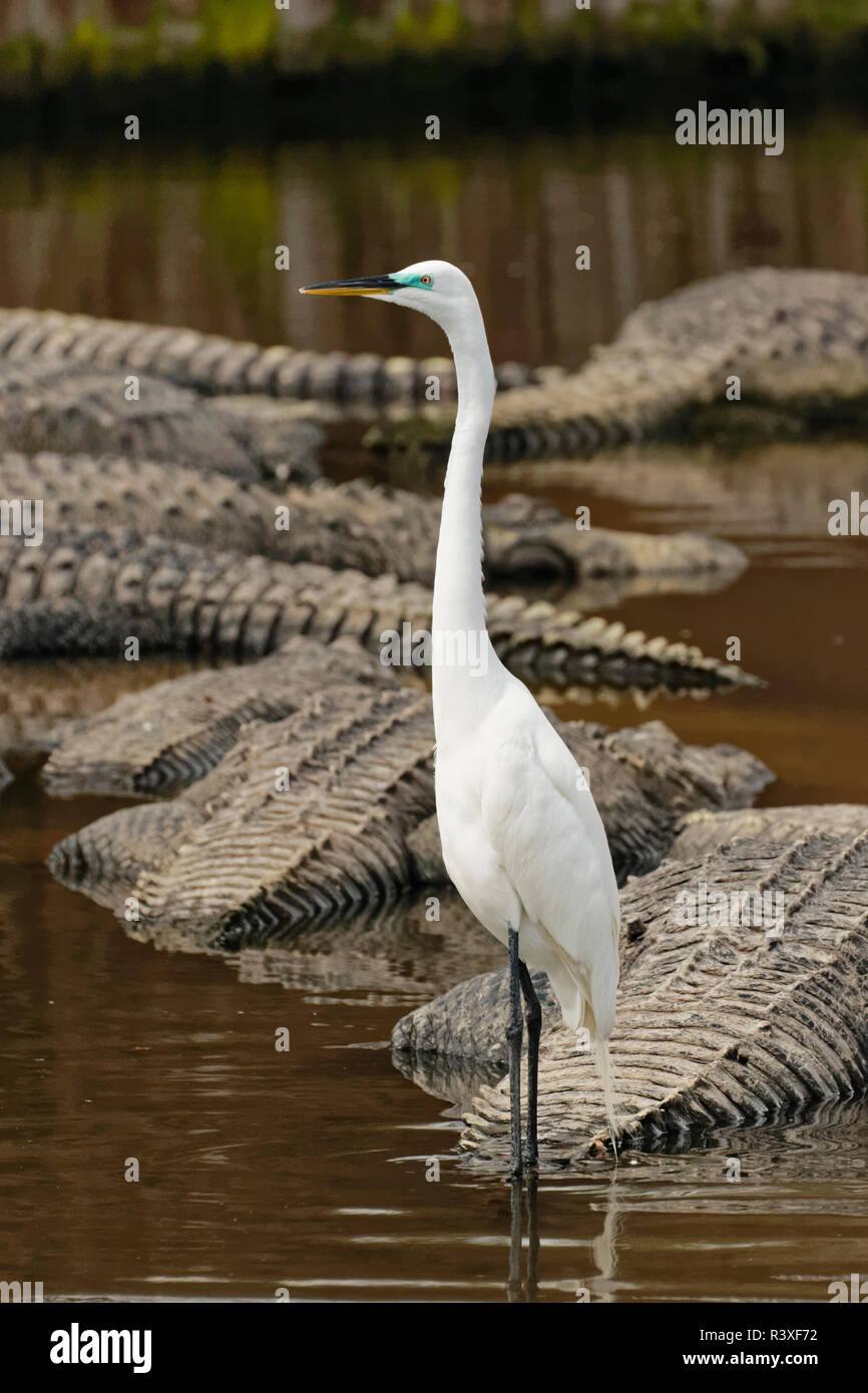 Male great egret standing on American alligator, Gatorland, Orlando ...