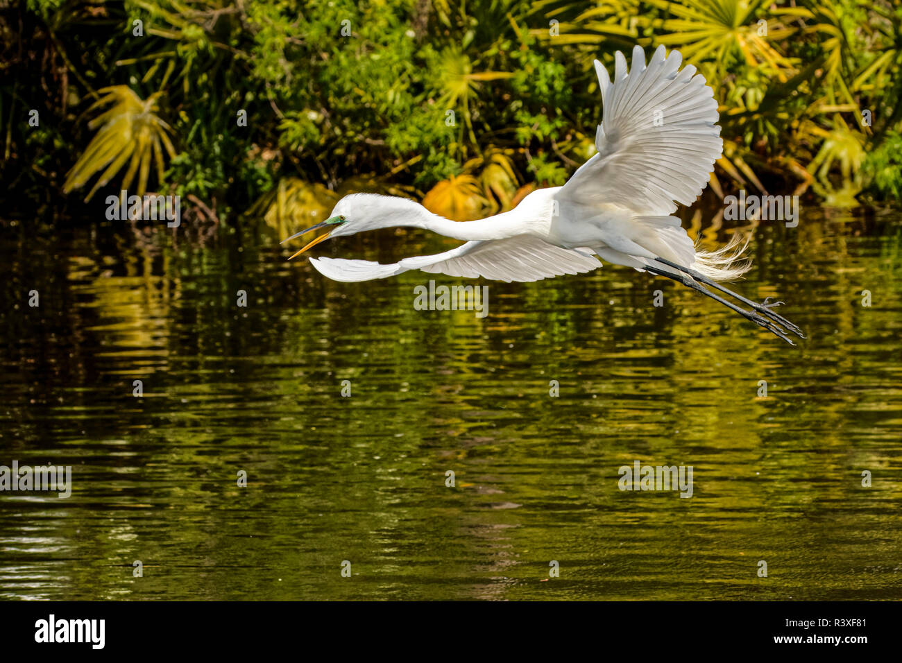 Ardea alba bird flying florida usa hi-res stock photography and images ...