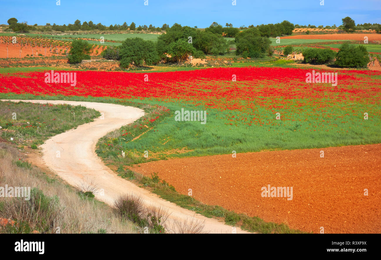 Poppies fields in cuenca hi-res stock photography and images - Alamy