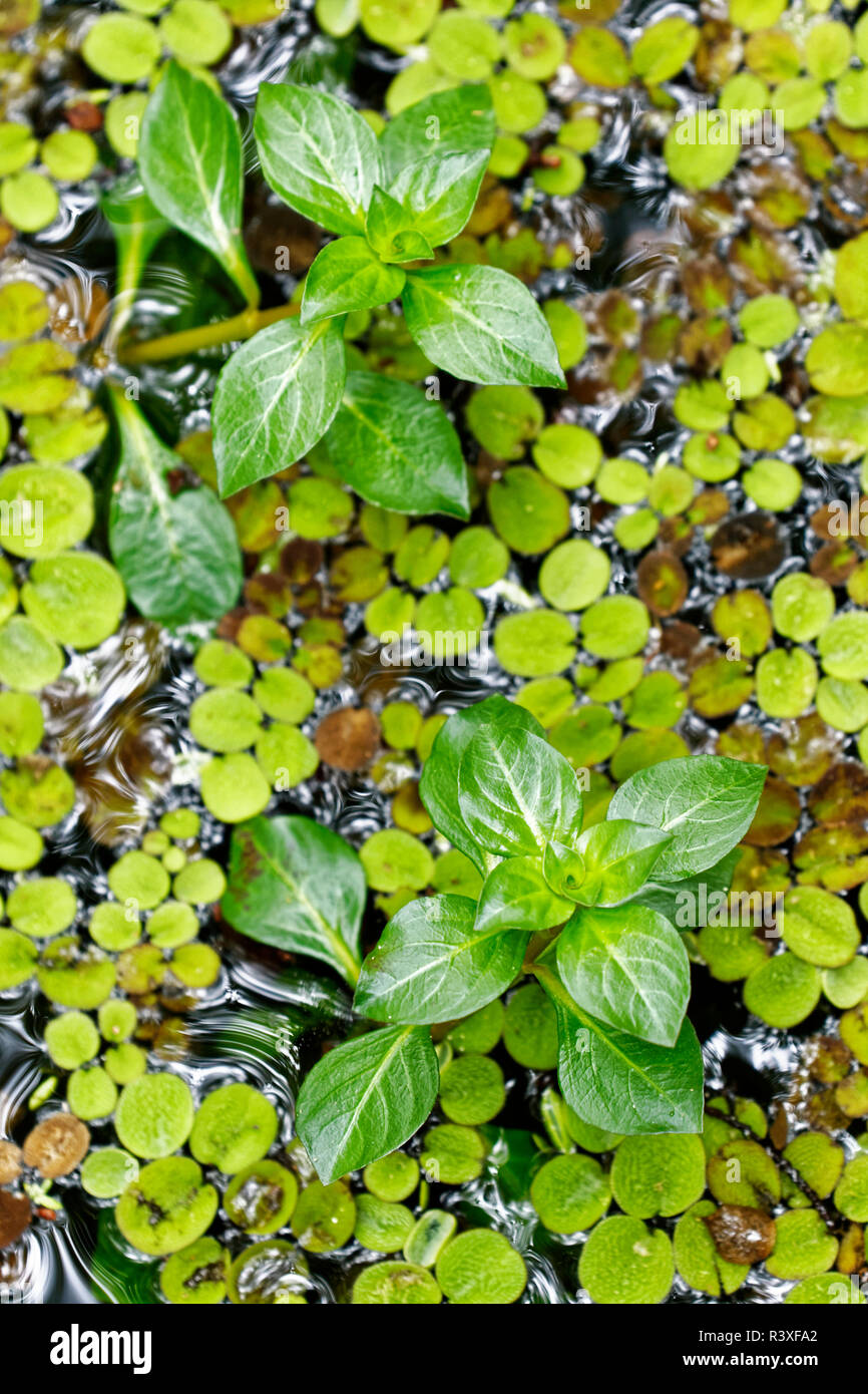 Floating ferns hi-res stock photography and images - Alamy