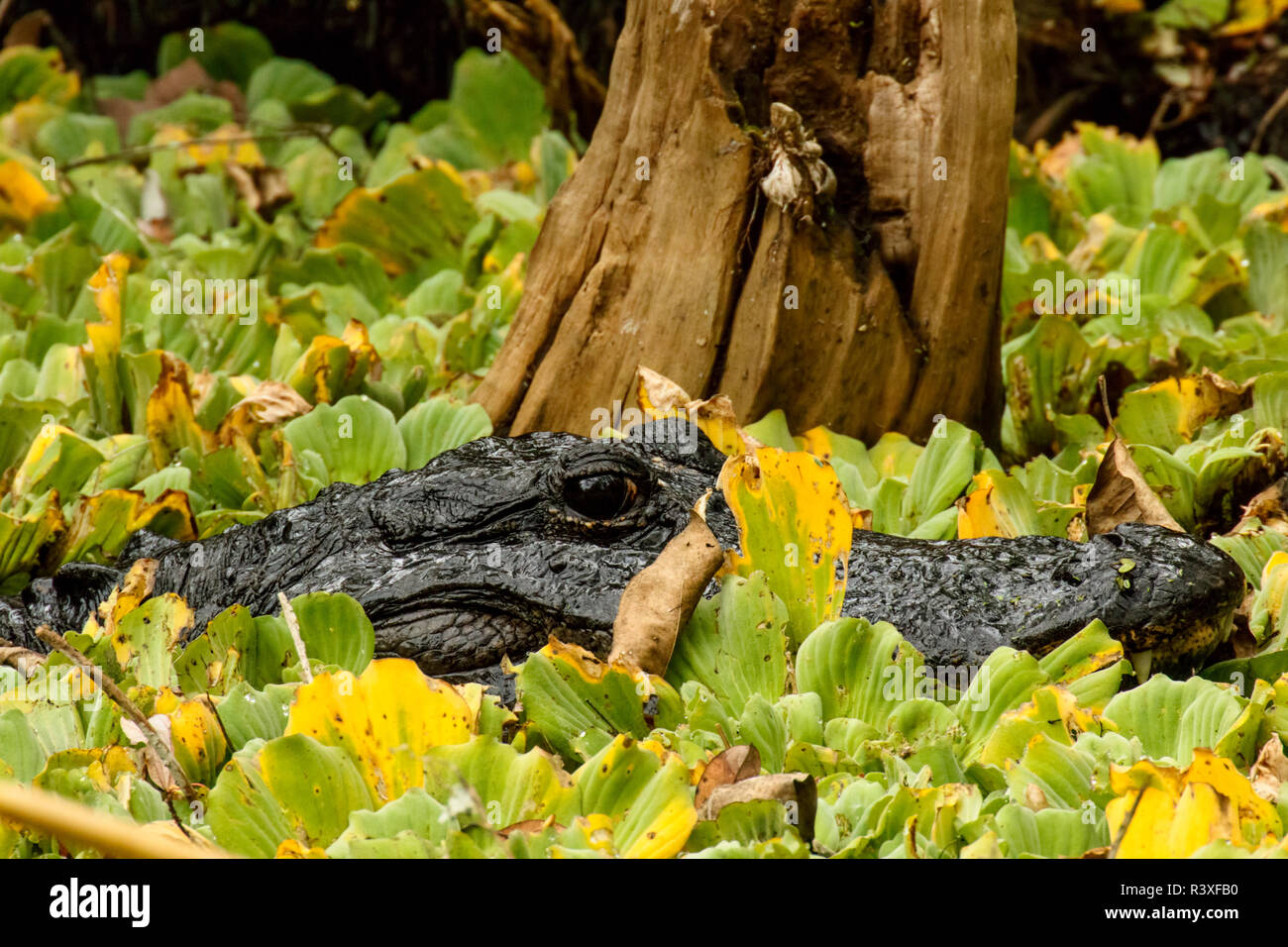 Alligator in water lettuce, Audubon Corkscrew Swamp Sanctuary, Florida ...