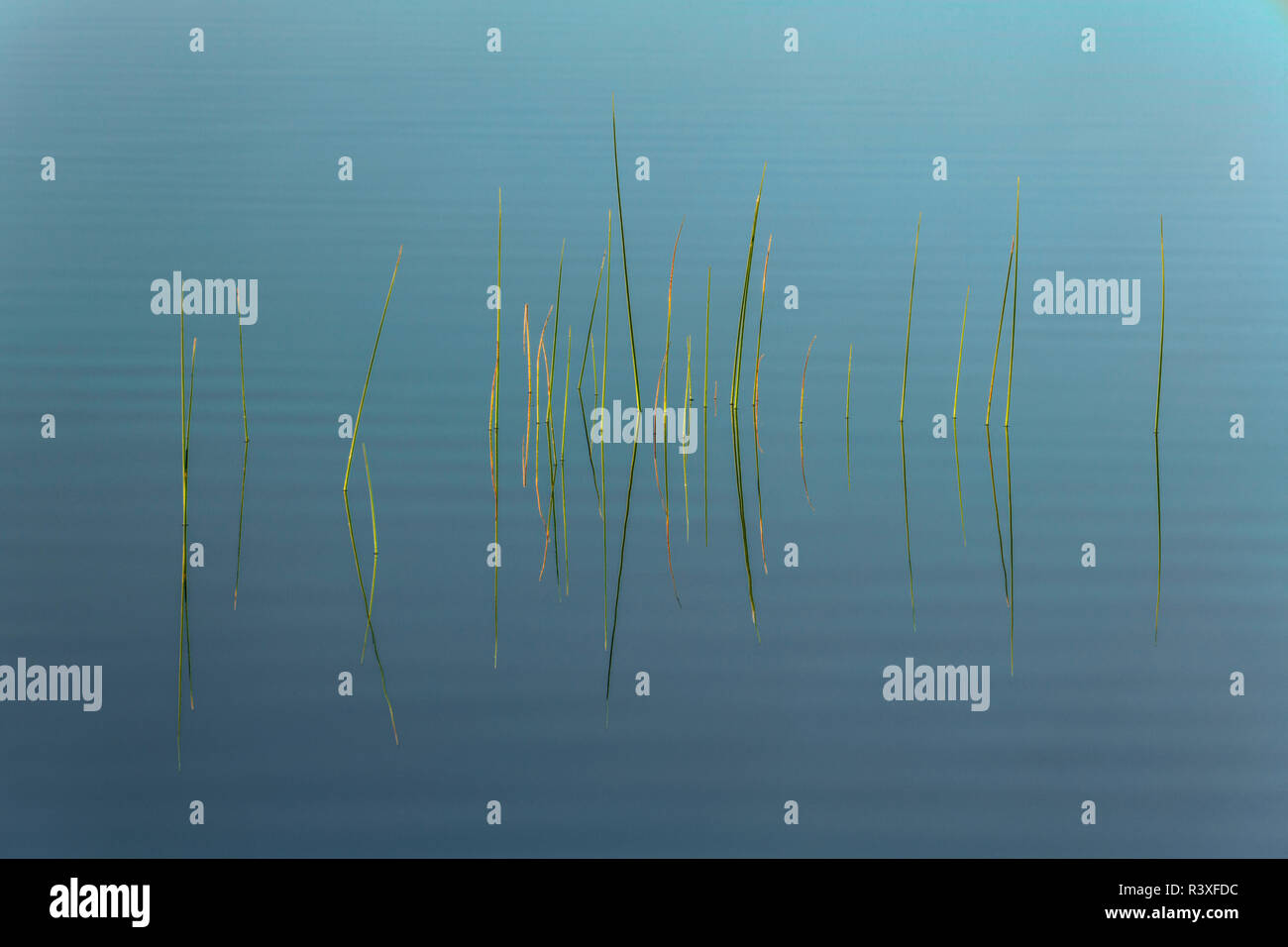 Reeds at sunrise reflecting on wetlands, Viera Wetlands or Rich Grissom ...
