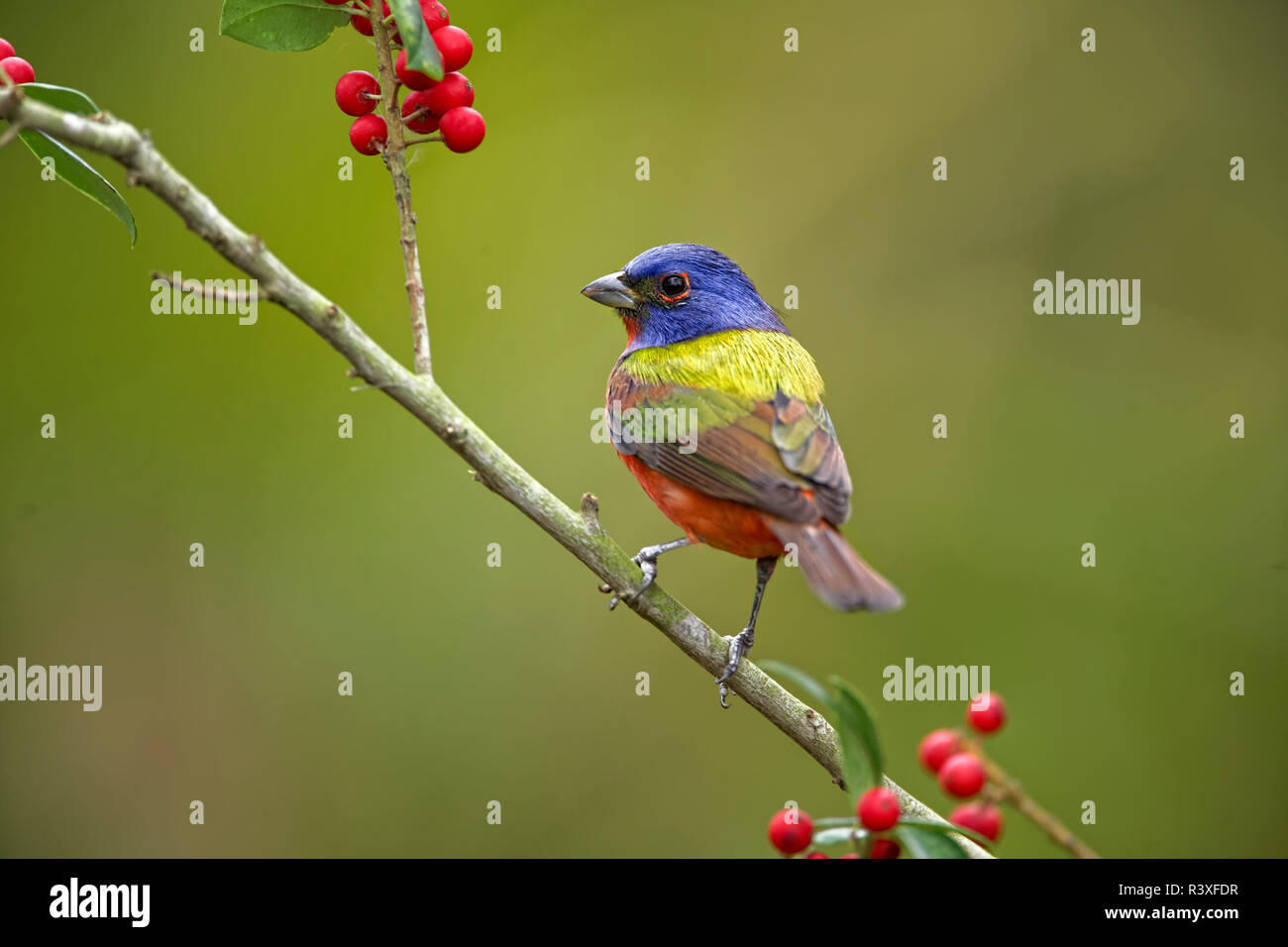 Adult male painted bunting, Passerina ciris, Florida Stock Photo - Alamy
