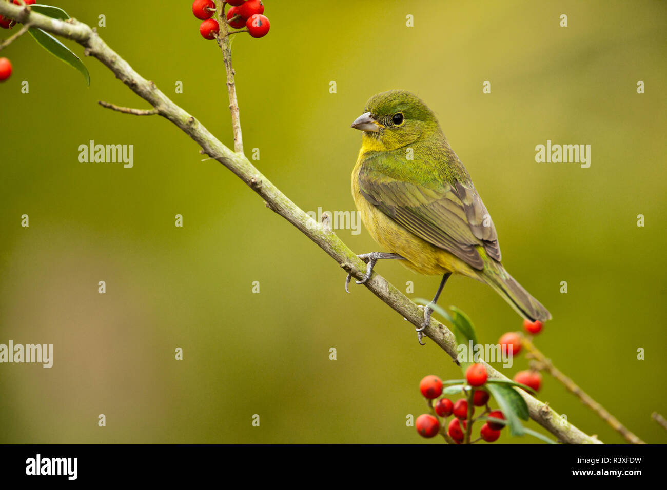 Female painted bunting hi-res stock photography and images - Alamy