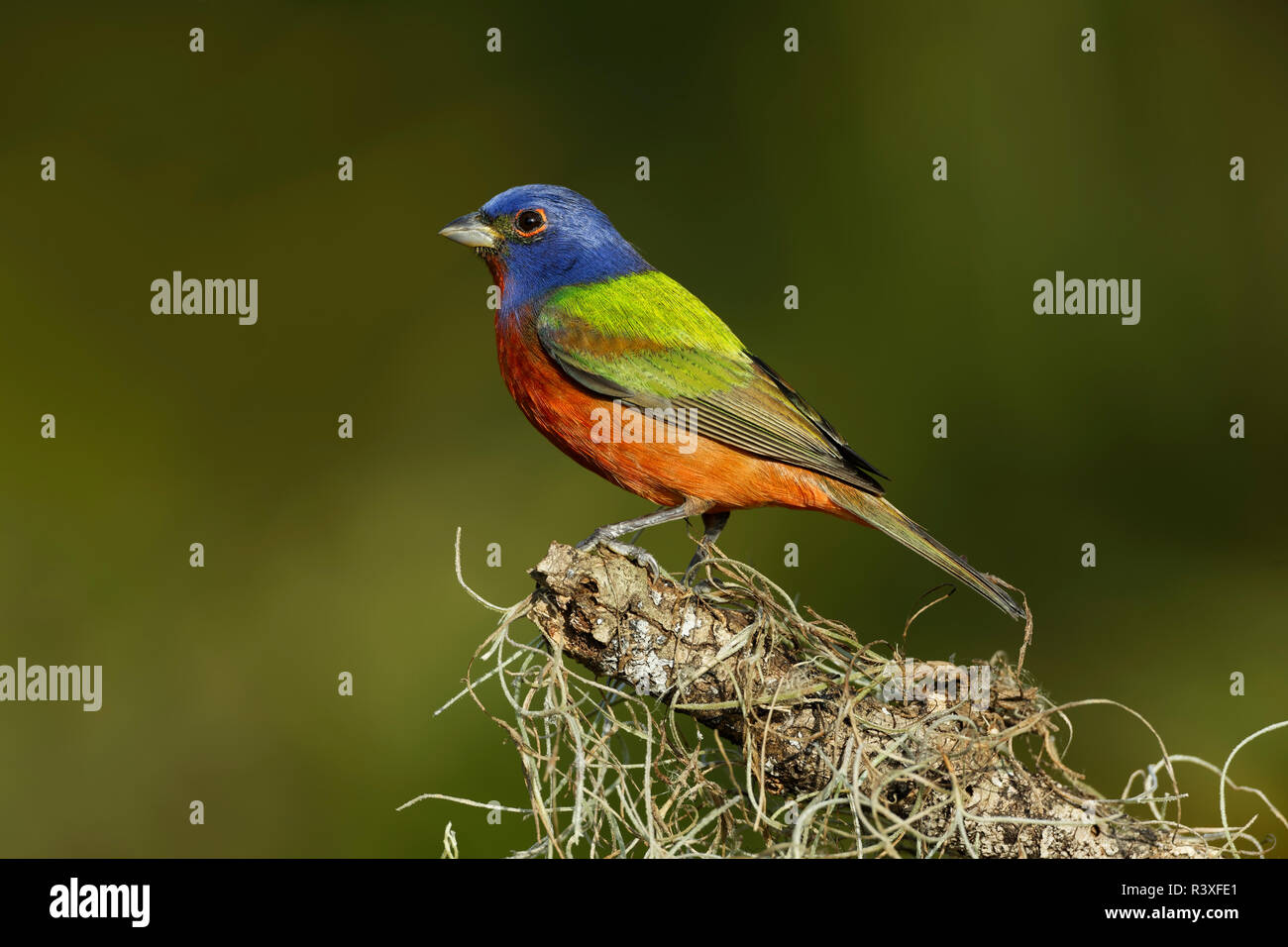 Adult male painted bunting, Passerina ciris, Florida Stock Photo - Alamy