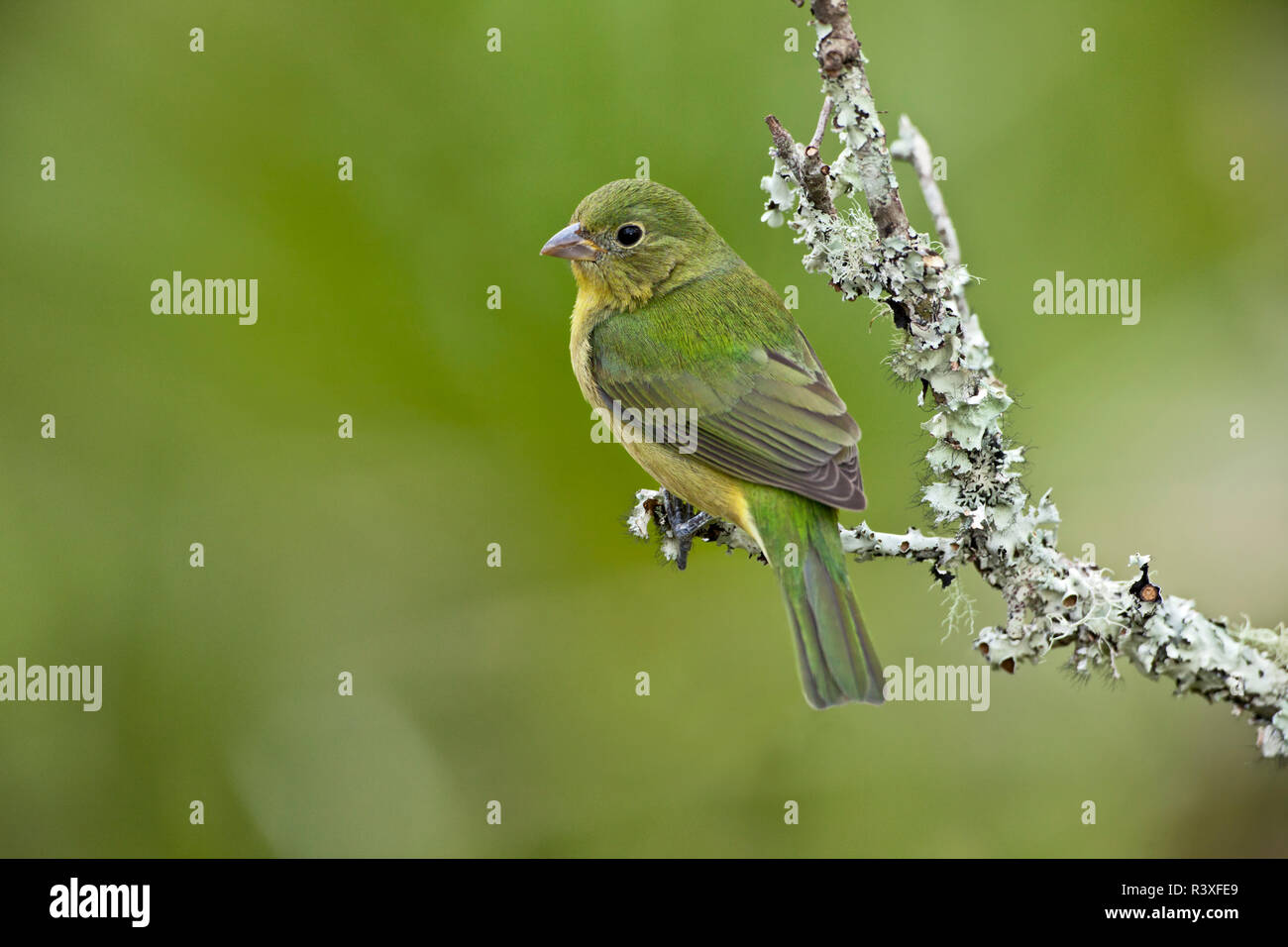 Adult female painted bunting, Passerina ciris, Florida Stock Photo - Alamy