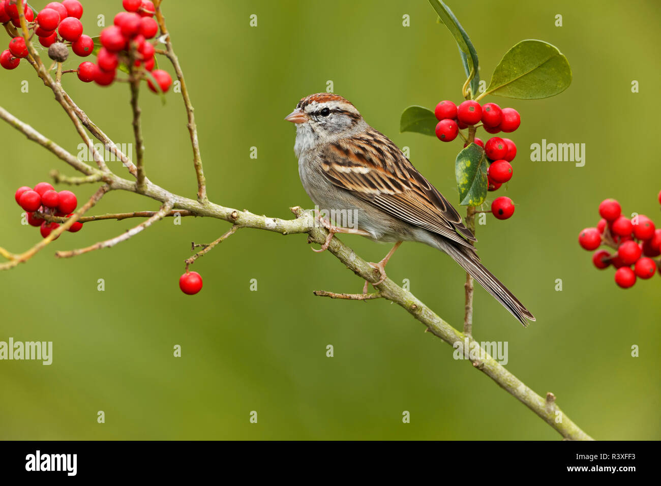 Swamp sparrow hi-res stock photography and images - Alamy