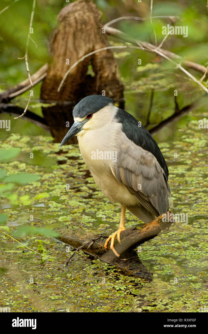 Adult black-crowned night heron, Nycticorax nycticorax, in swamp, Six ...
