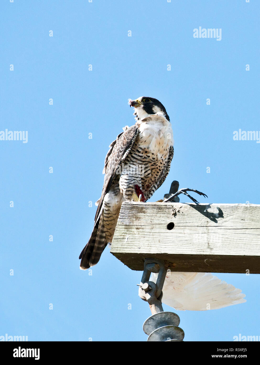 USA, Florida, Clewiston, STA 5, Peregrine Falcon Feeding on Common ...