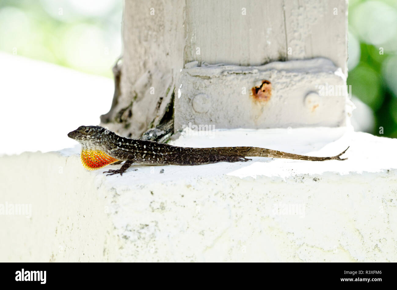 Anolis sagrei lizard dewlap florida hi-res stock photography and images ...