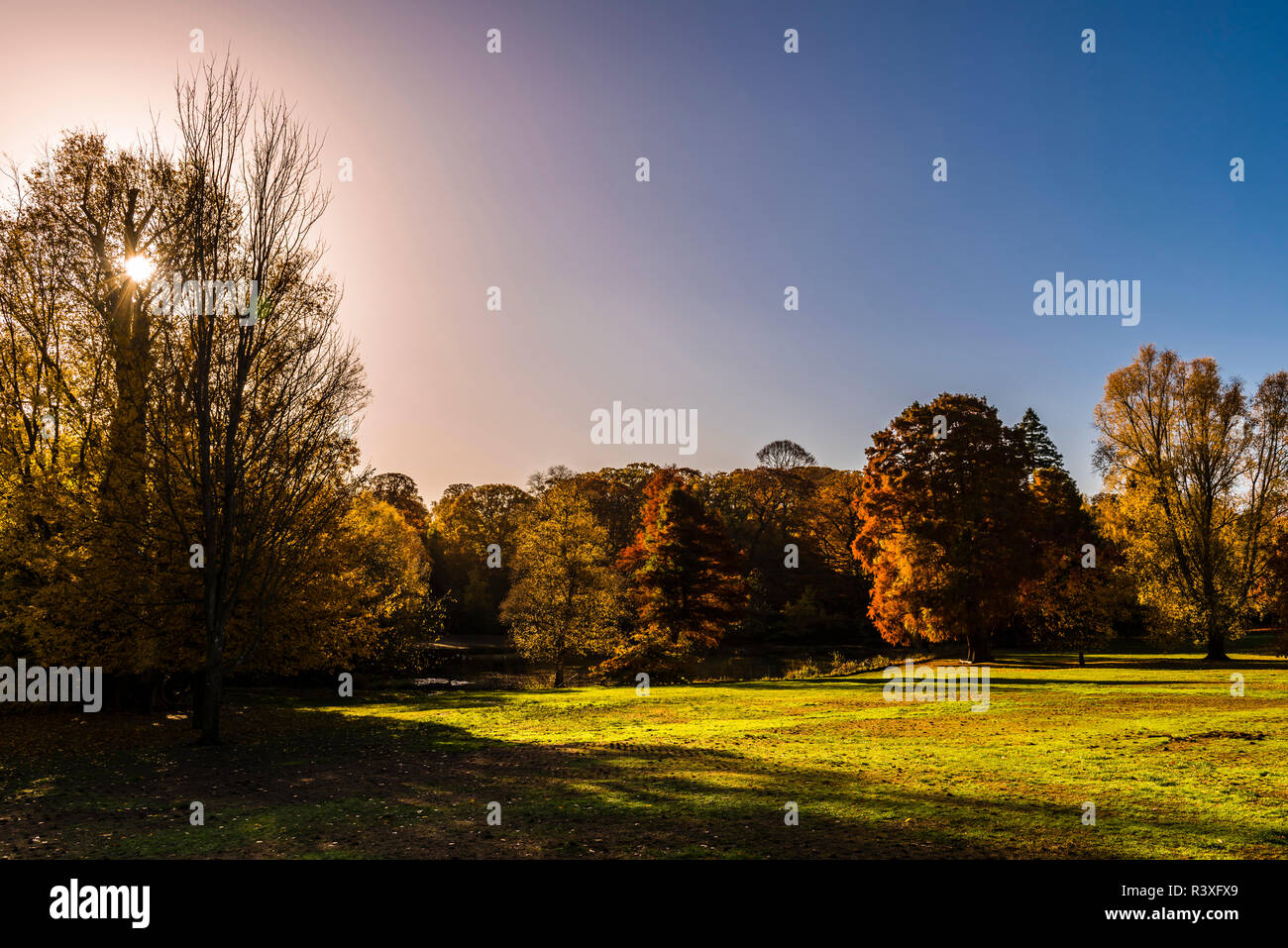 Autumn starburst through the trees on Hampstead Heath, London, UK Stock ...