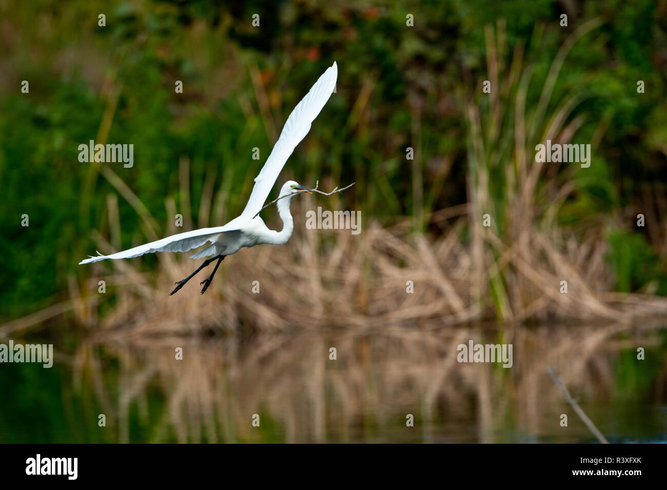 Great florida birding trail hi-res stock photography and images - Alamy
