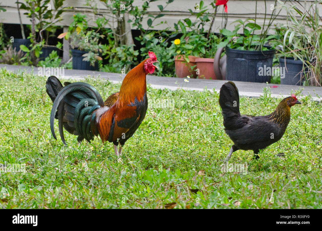 USA, Florida, Immokalee, domestic chicken, black copper Marans and ...