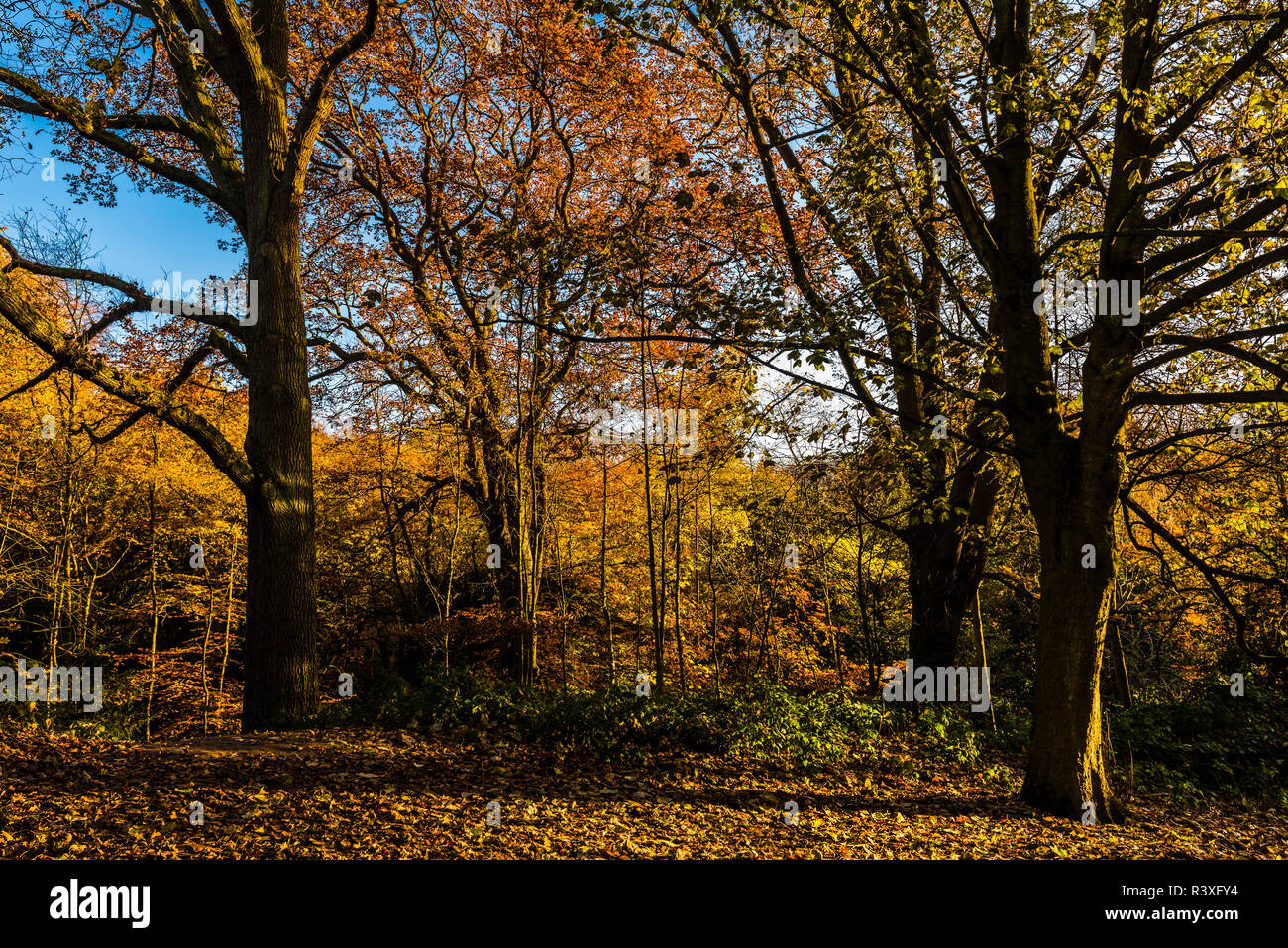 Autumn trees and colours in the woods on Hampstead Heath, London, UK ...