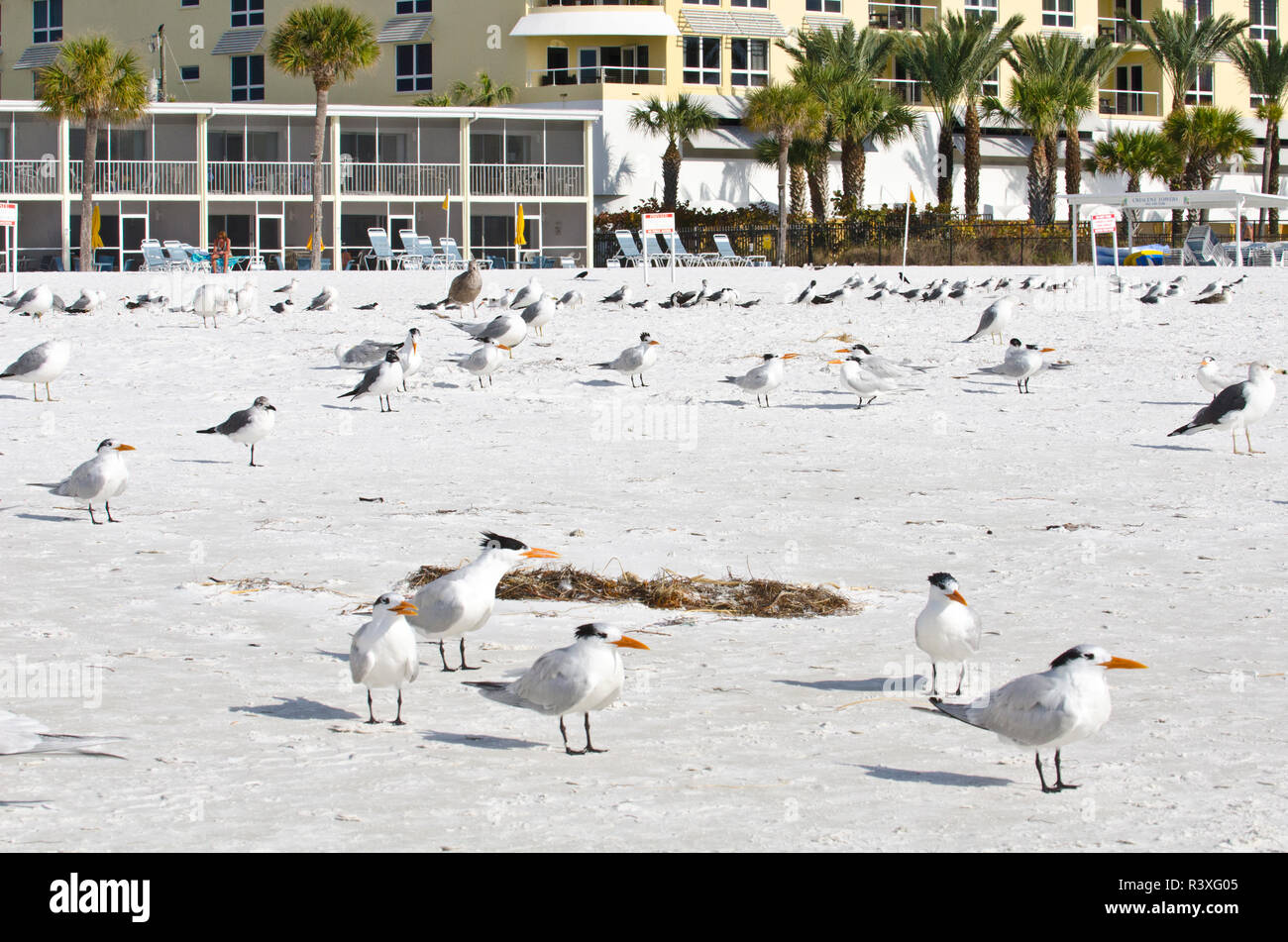 Mixed shorebirds hi-res stock photography and images - Alamy