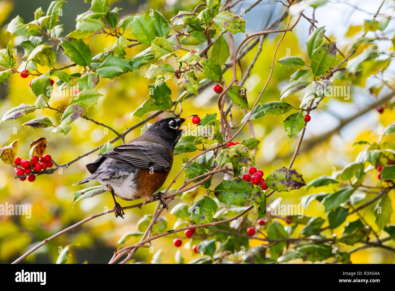 Robin With Berry High Resolution Stock Photography and Images - Alamy