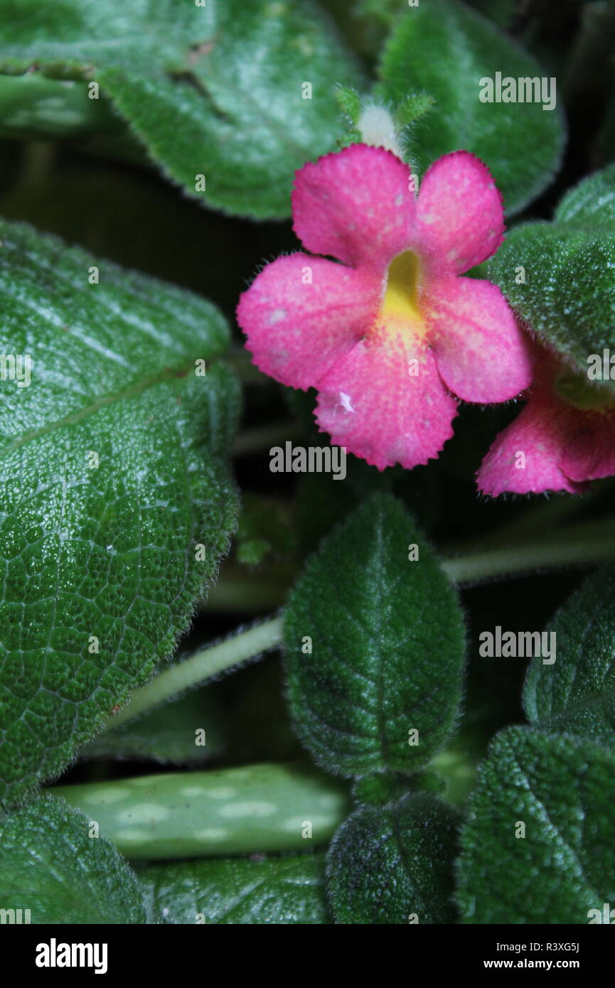 Boreal flower hi-res stock photography and images - Alamy
