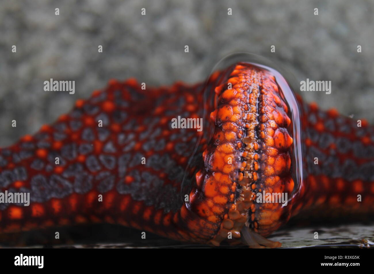 Fish breaking surface of water hi-res stock photography and images - Alamy