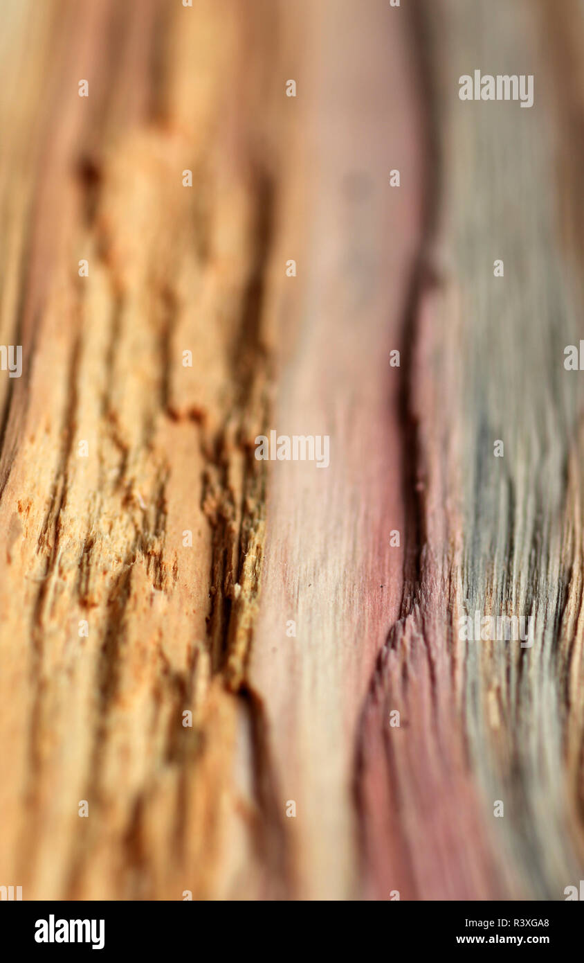 coloured wood grain pine Stock Photo - Alamy
