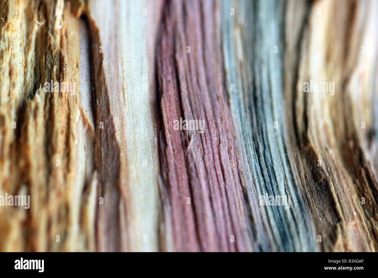 coloured wood grain pine Stock Photo - Alamy