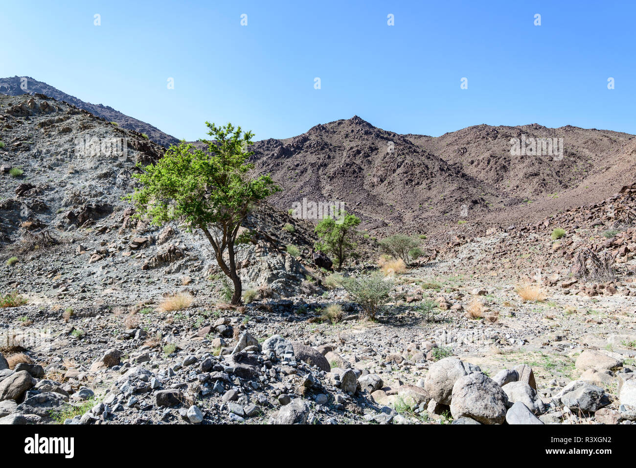 Trees middle east forest hi-res stock photography and images - Alamy