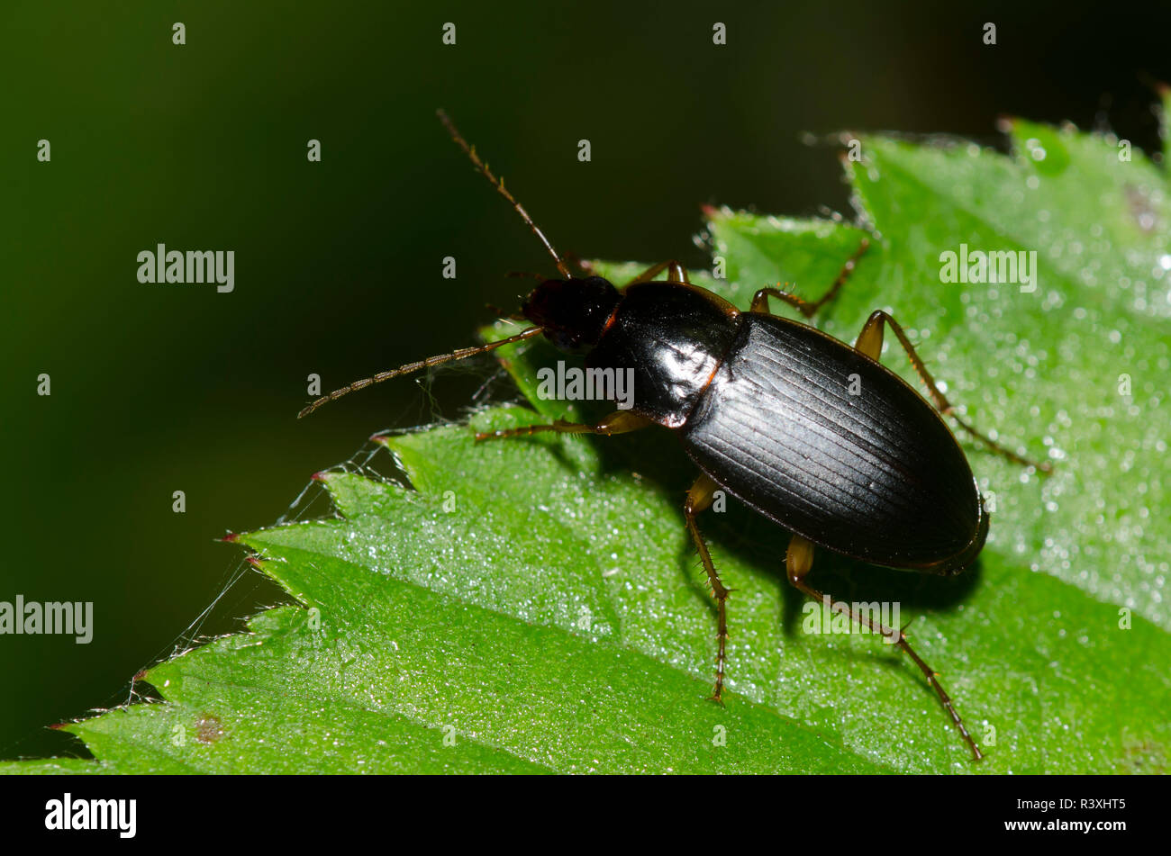 Predator beetle hi-res stock photography and images - Alamy