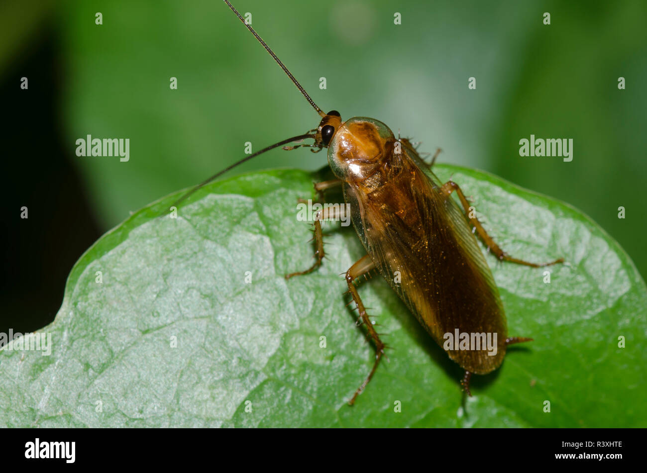 Cockroach hi-res stock photography and images - Alamy