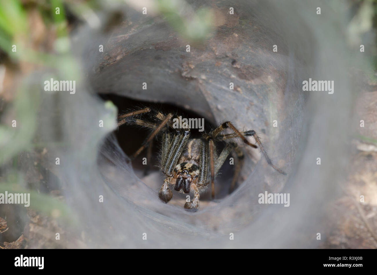 Funnelweb Spider, Family Agelenidae, male sitting in web Stock Photo ...