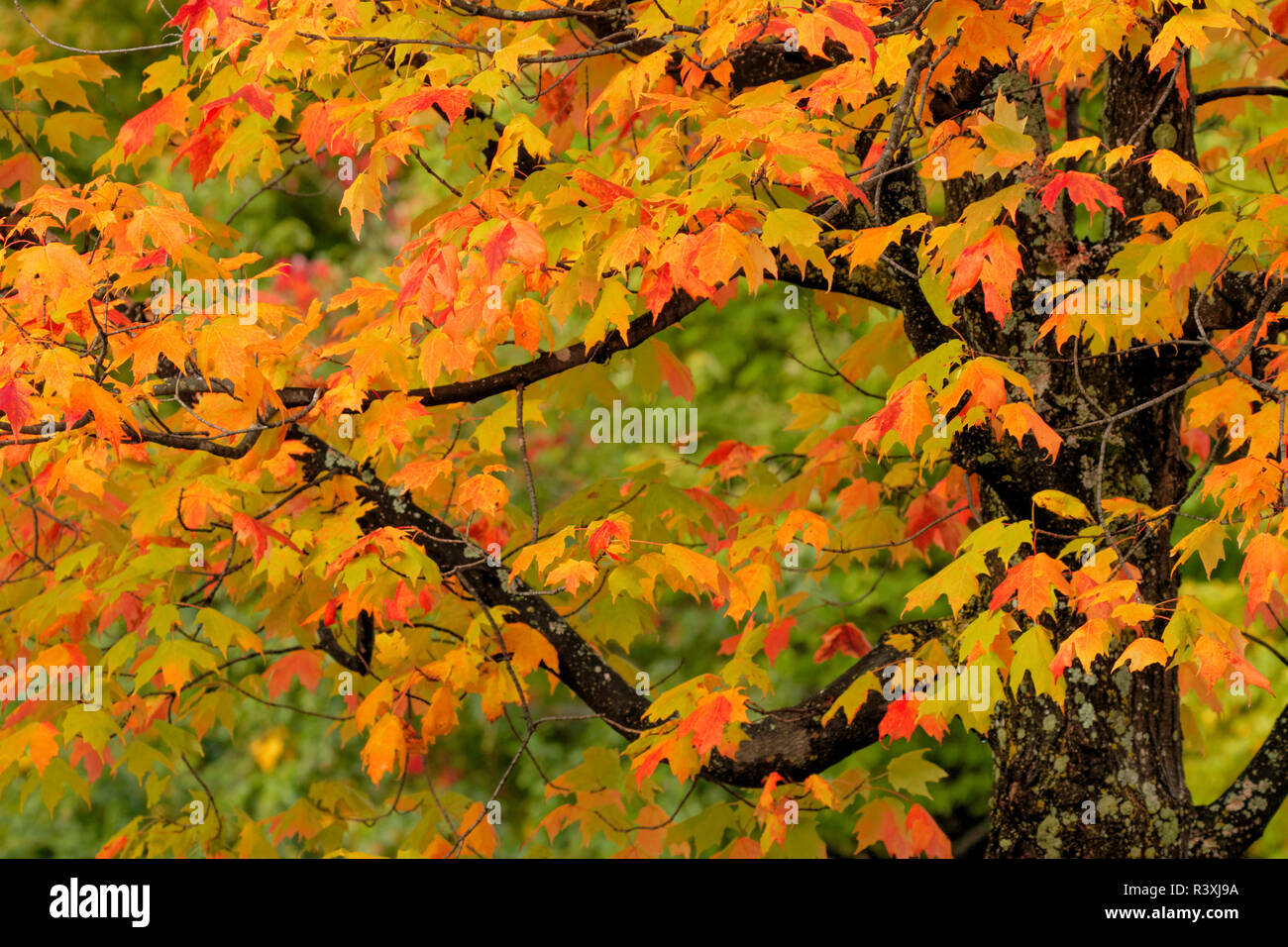 Close-up of maple tree with fall color, Upper Peninsula of Michigan ...