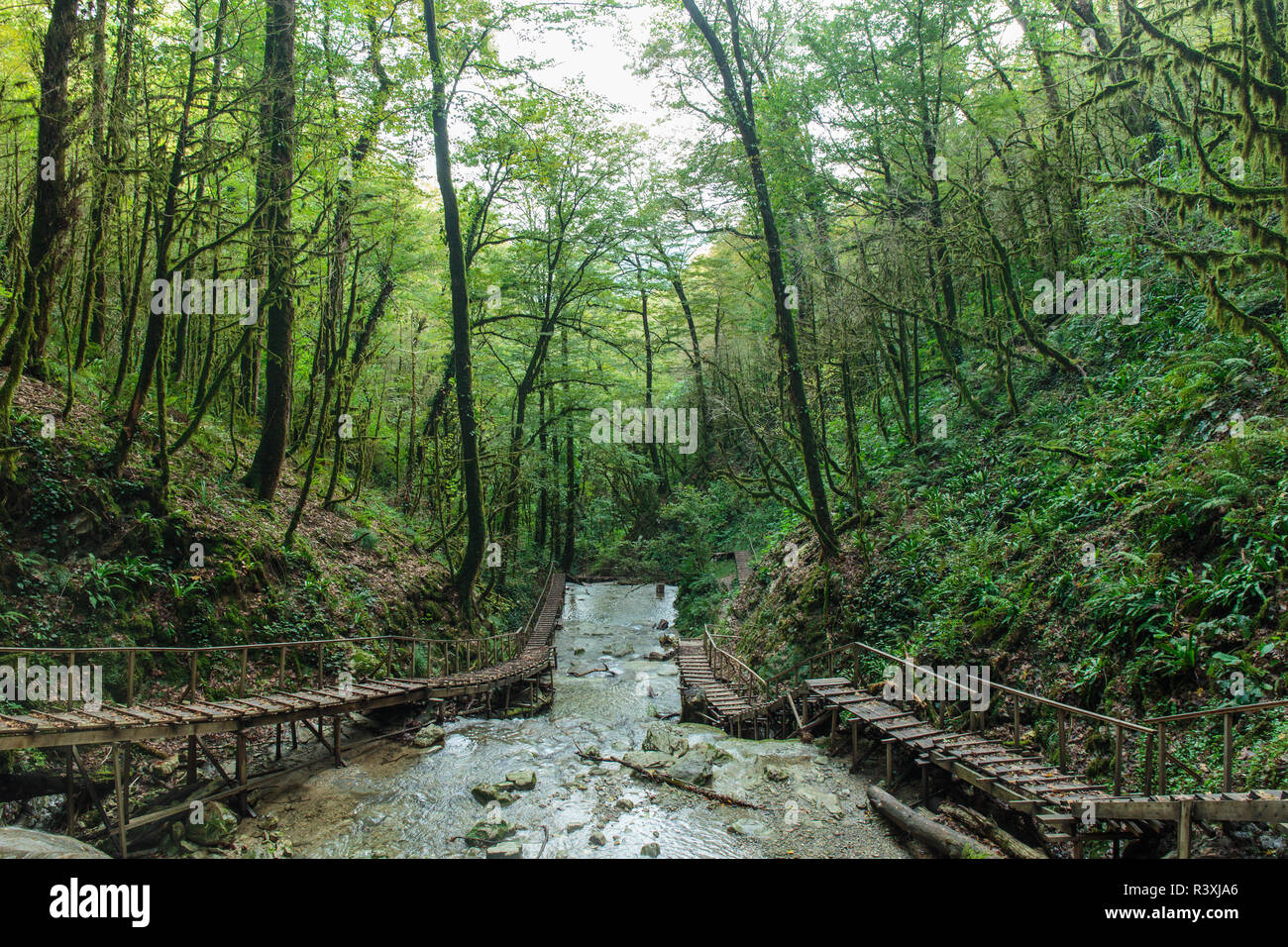 A Forrest symbiosis - symmetrical view of a Forrest full of waterfalls ...