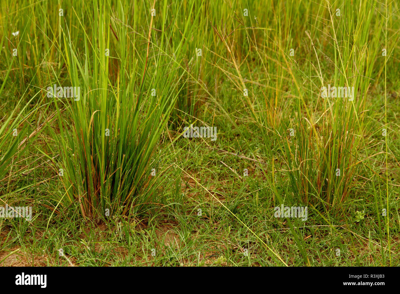 Green Savannah Grasses Close-up Stock Photo - Alamy