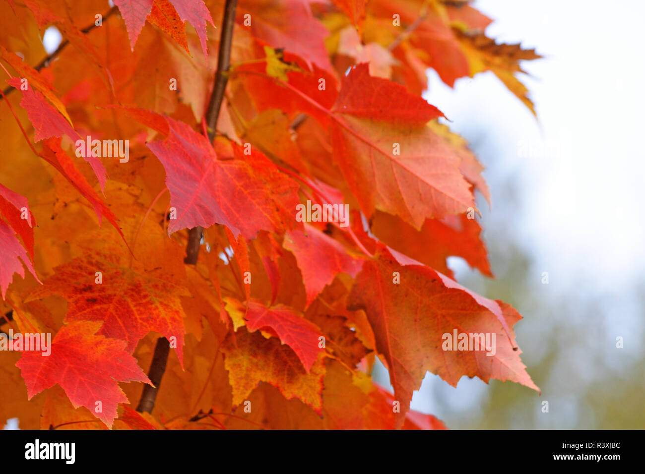 Fiery red maple trees hi-res stock photography and images - Alamy