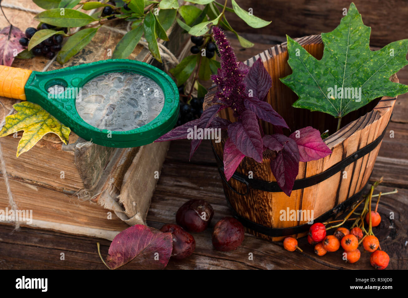 Old peasant reading hi-res stock photography and images - Alamy