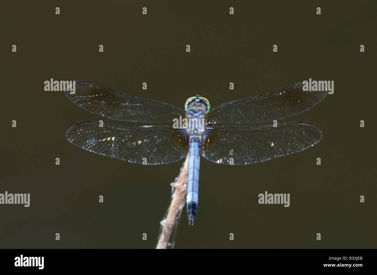 Male blue dasher hi-res stock photography and images - Alamy