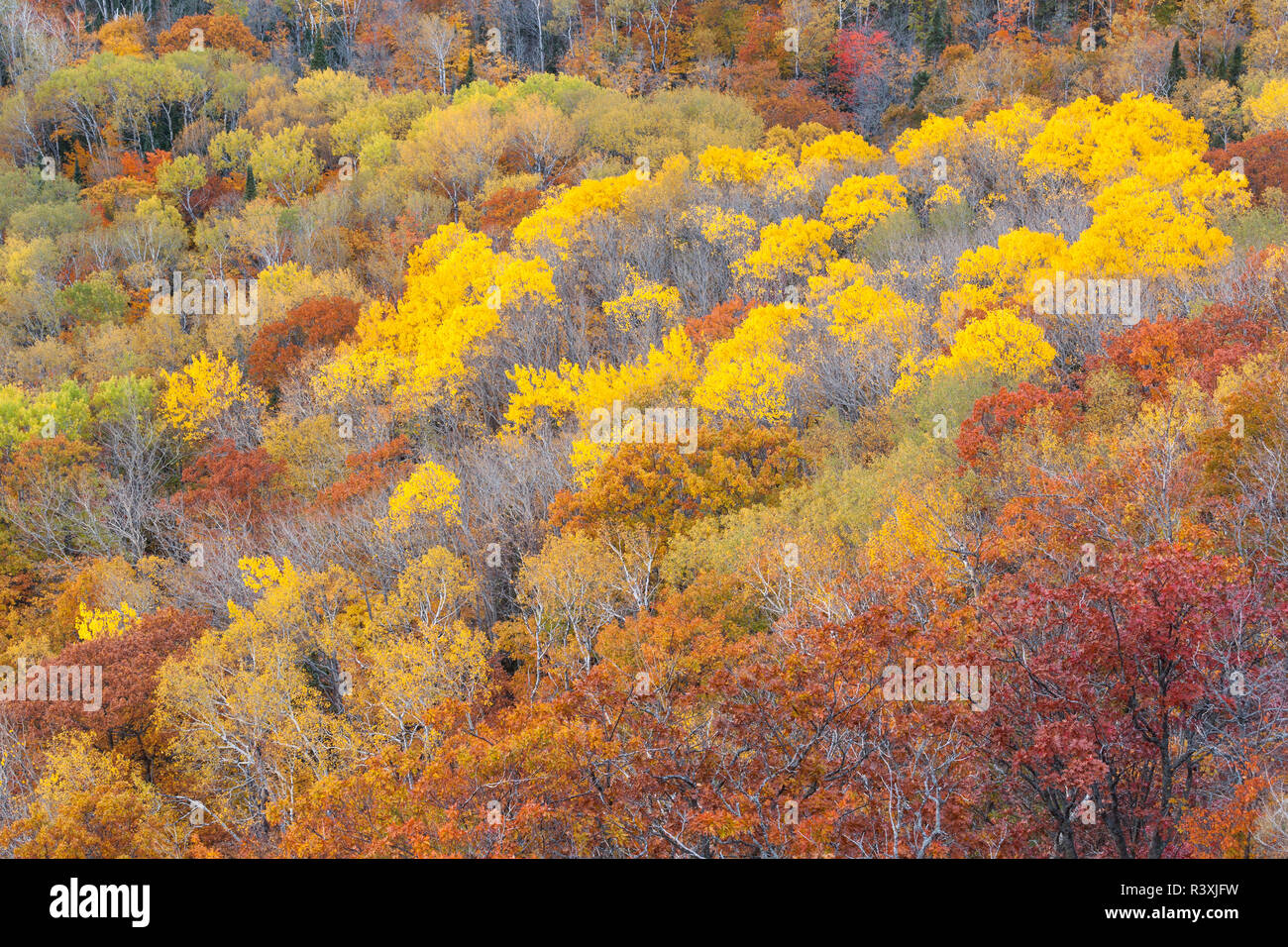 Autumn displays brilliant colors on the hardwood forests of the upper ...
