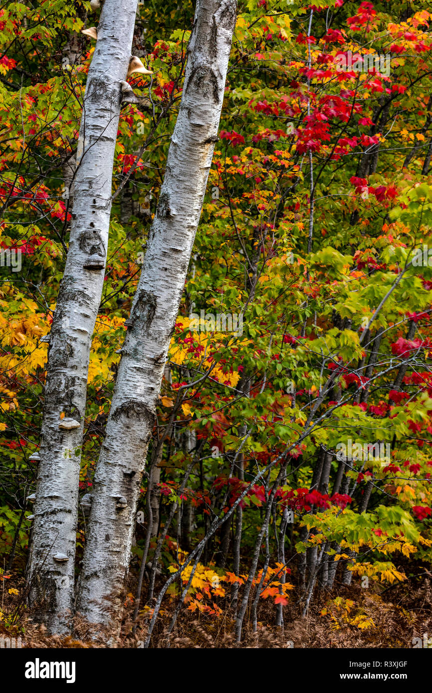 Birch tree trunks contrast against fall color in Pictured Rocks ...