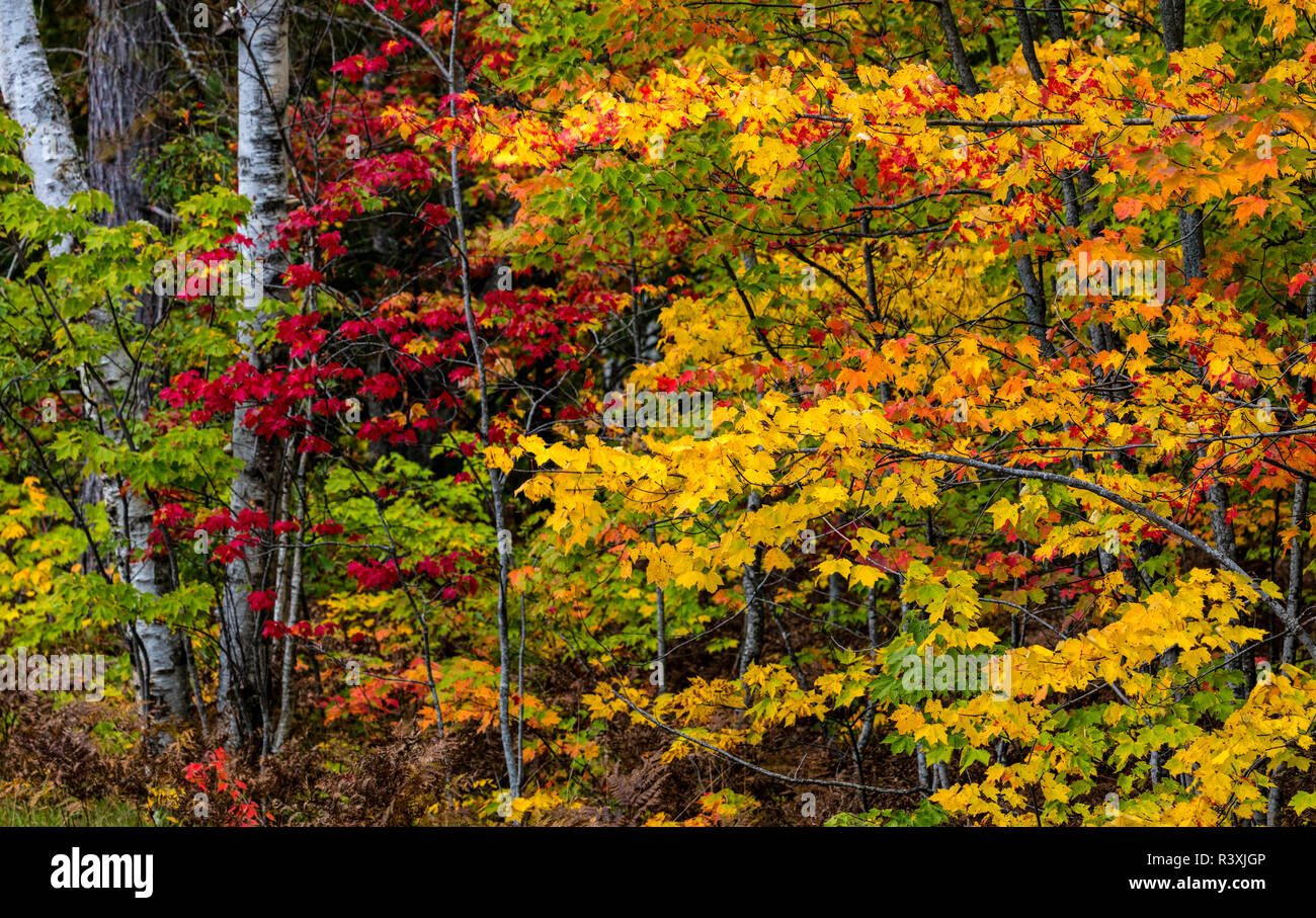 Birch tree trunks contrast against fall color in Pictured Rocks ...
