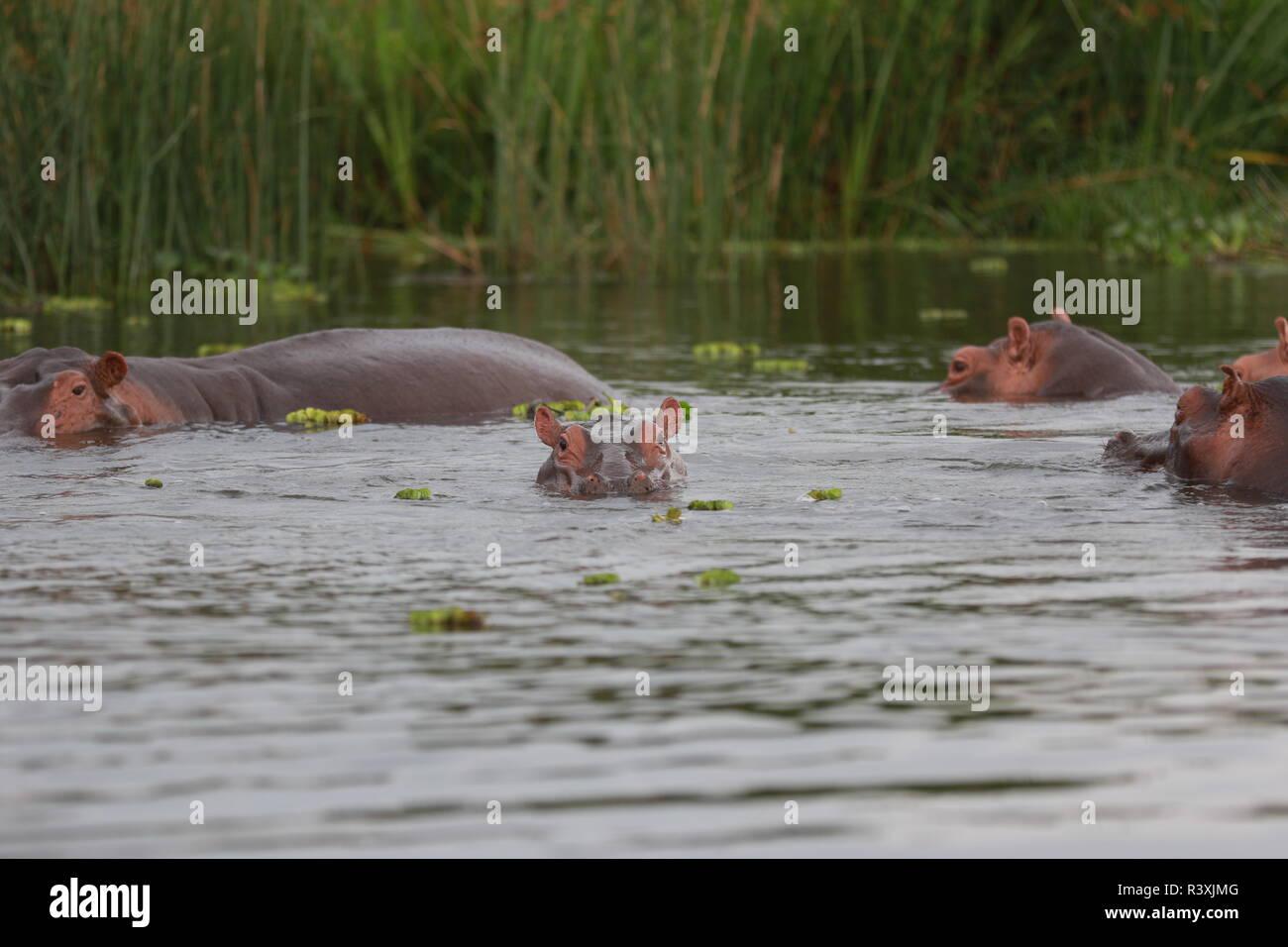 Young hippo hippopotamus amphibious in calm river hi-res stock ...