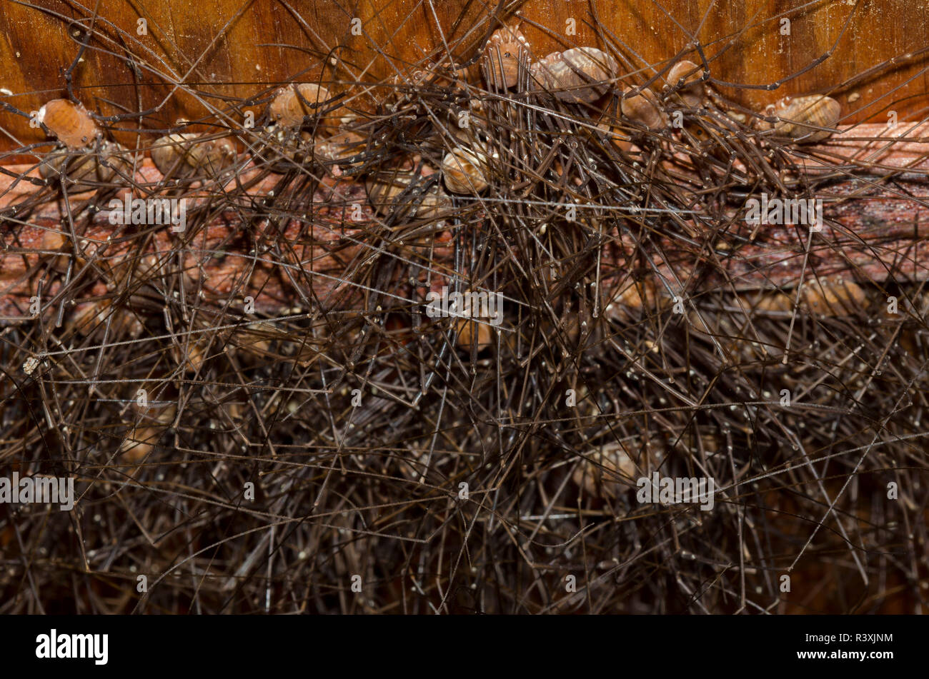 Harvestmen, Leiobunum flavum, clustered on house Stock Photo - Alamy
