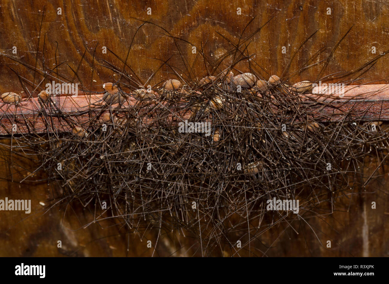 Order opiliones hi-res stock photography and images - Alamy