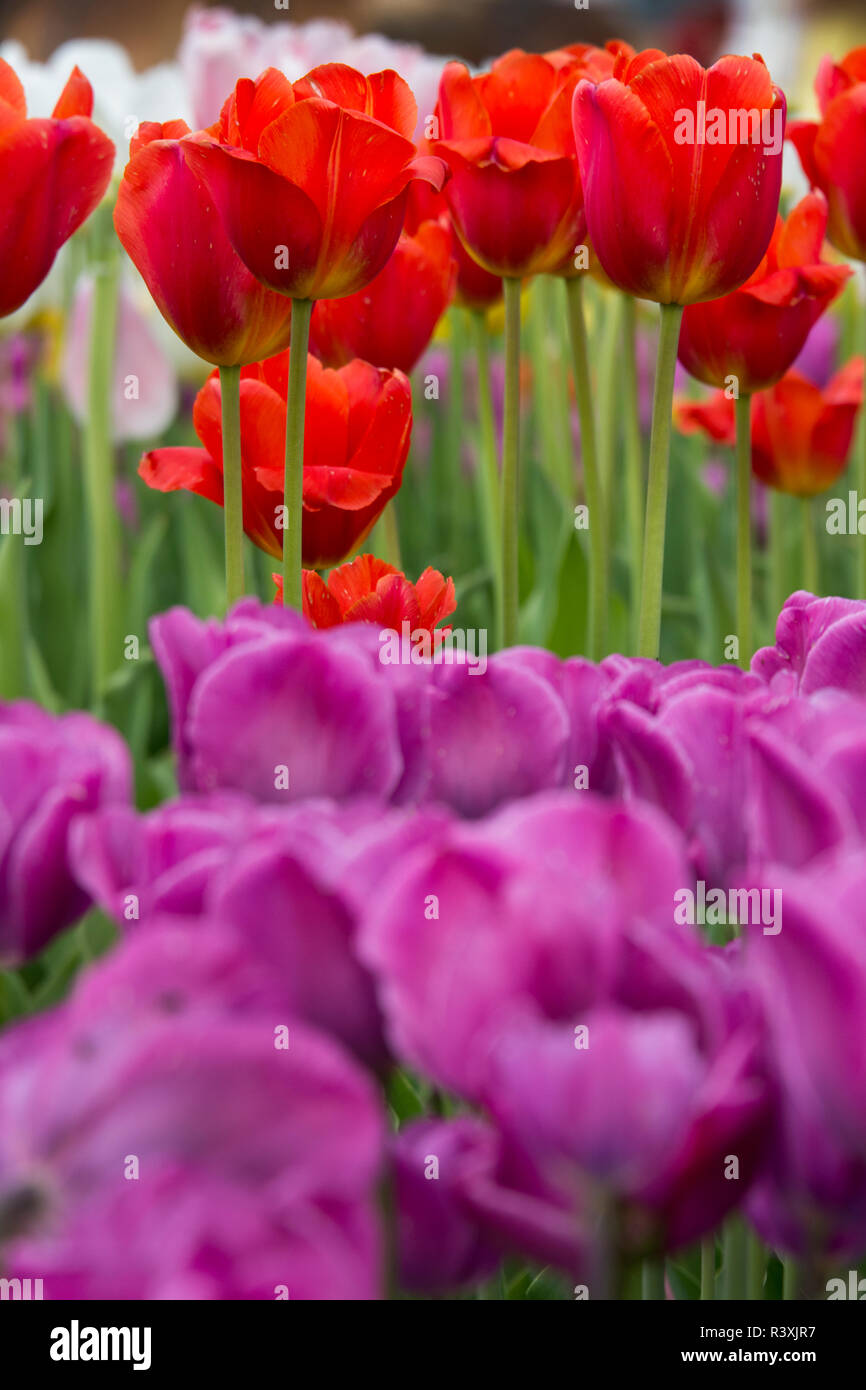 Michigan. Bright tulips Stock Photo - Alamy