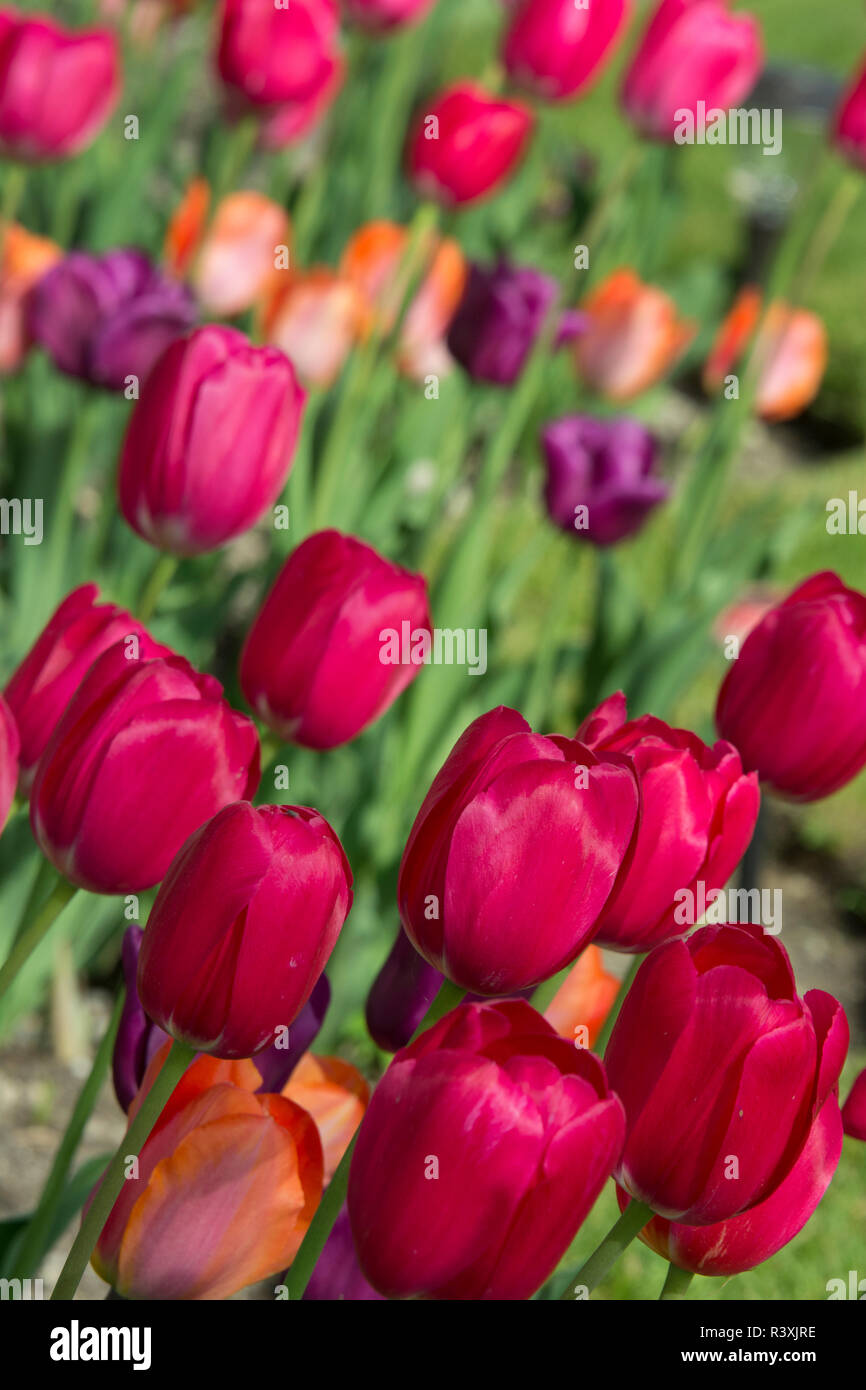 Michigan. Bright tulips Stock Photo - Alamy