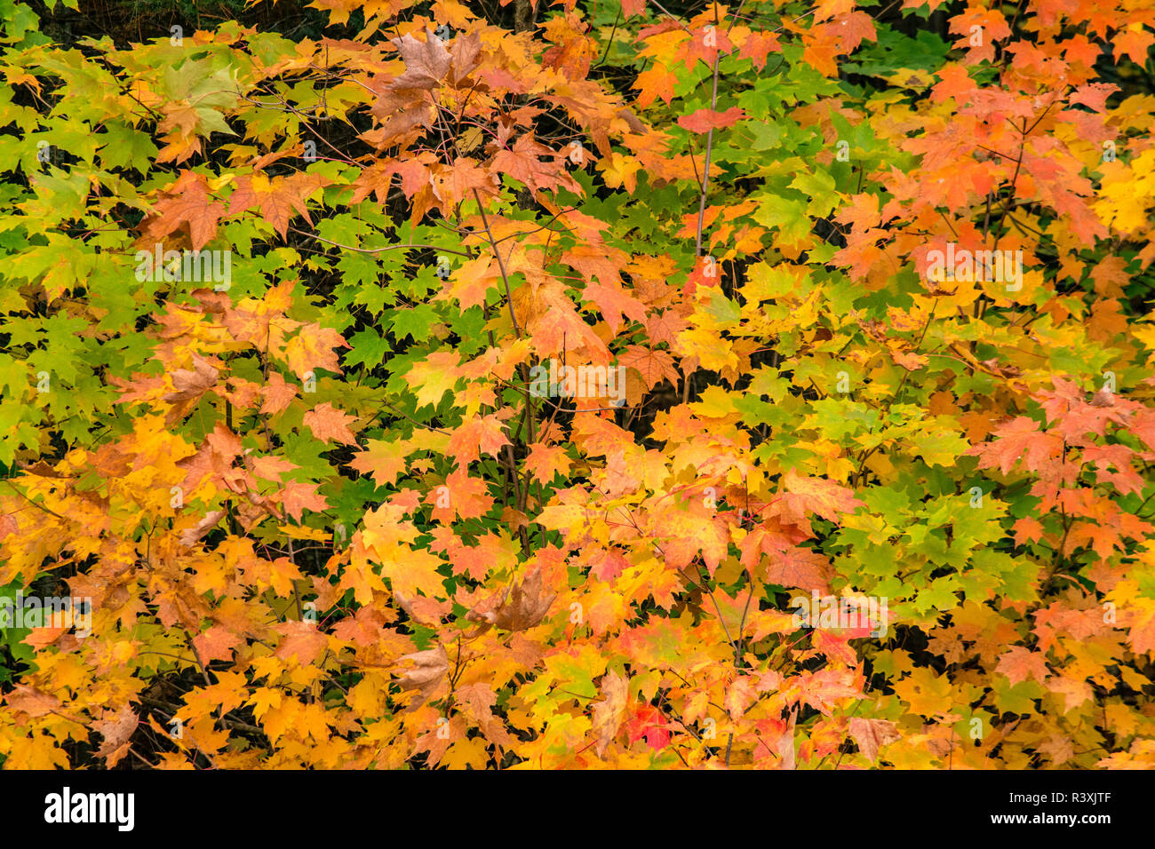 Upper peninsula fall hi-res stock photography and images - Alamy