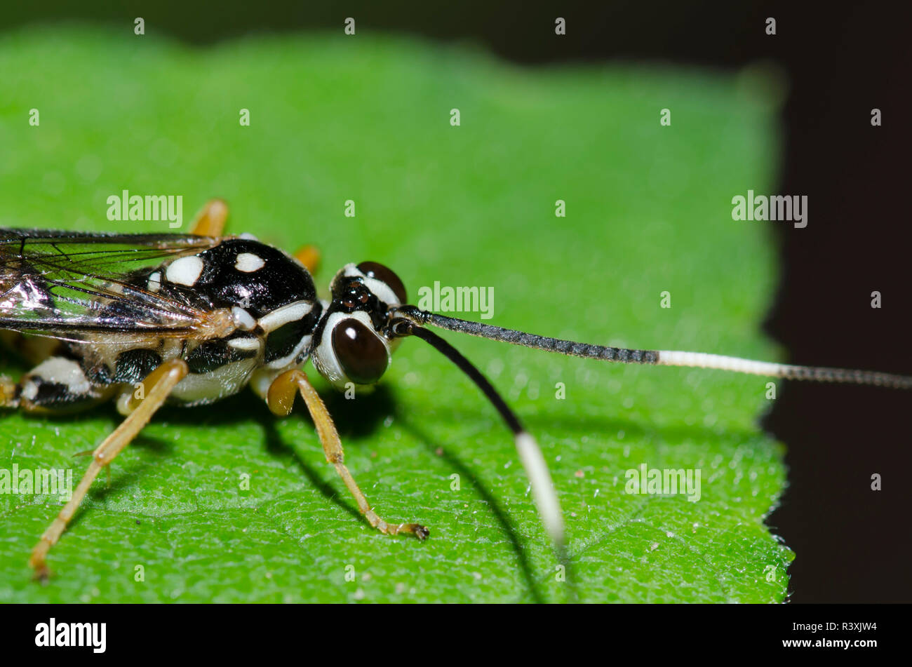 Ichneumon Wasp, Cratichneumon sp., male Stock Photo - Alamy