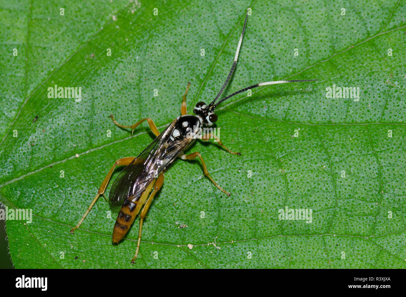 Ichneumonidae parasitoid wasp family hi-res stock photography and ...