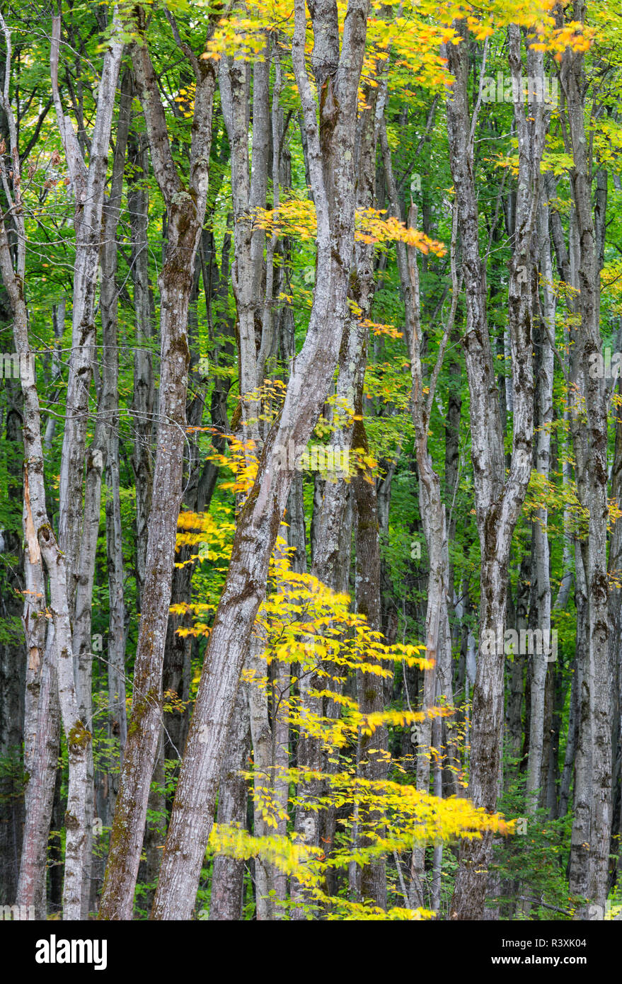 Michigan, Pictured Rocks National Lakeshore, trees in fall color Stock ...